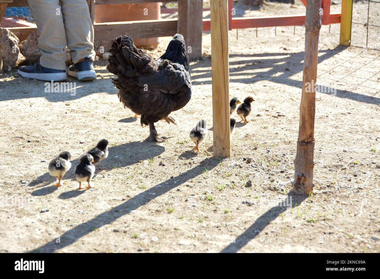 A black hen with its chickens walking in the farmland Stock Photo - Alamy