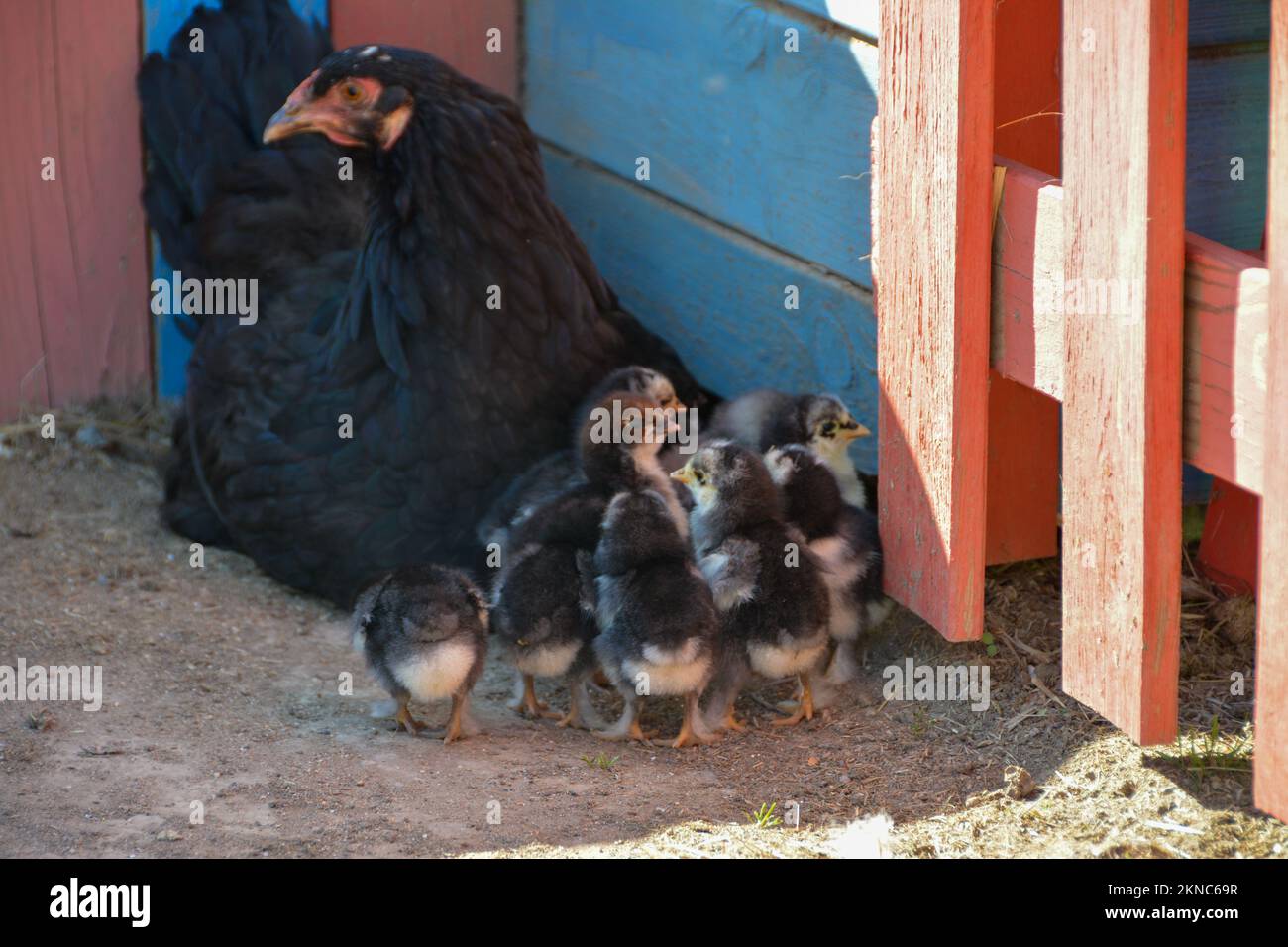 A closeup of a black hen with its chickens having rest in the shadow ...