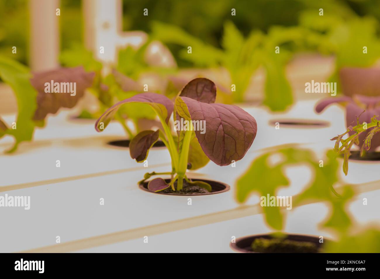 Hydroponic growing room producing a range of vegetables, in an area the ...