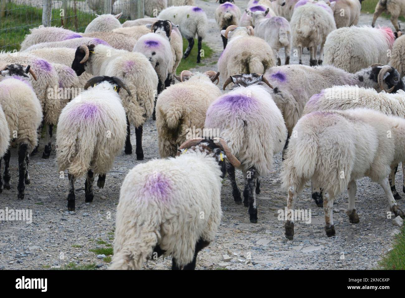 Dyed sheep hi-res stock photography and images - Alamy