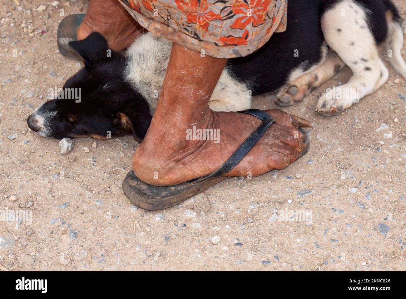 Puppy is lying between the feet of a Burmese old woman with very long ...