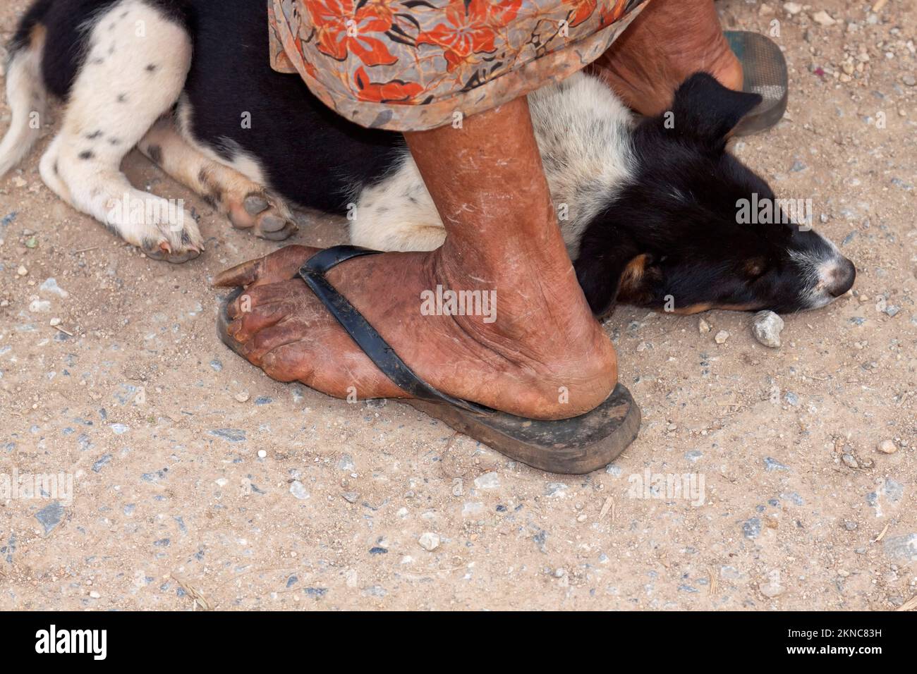 Puppy is lying between the feet of a Burmese old woman with very long ...
