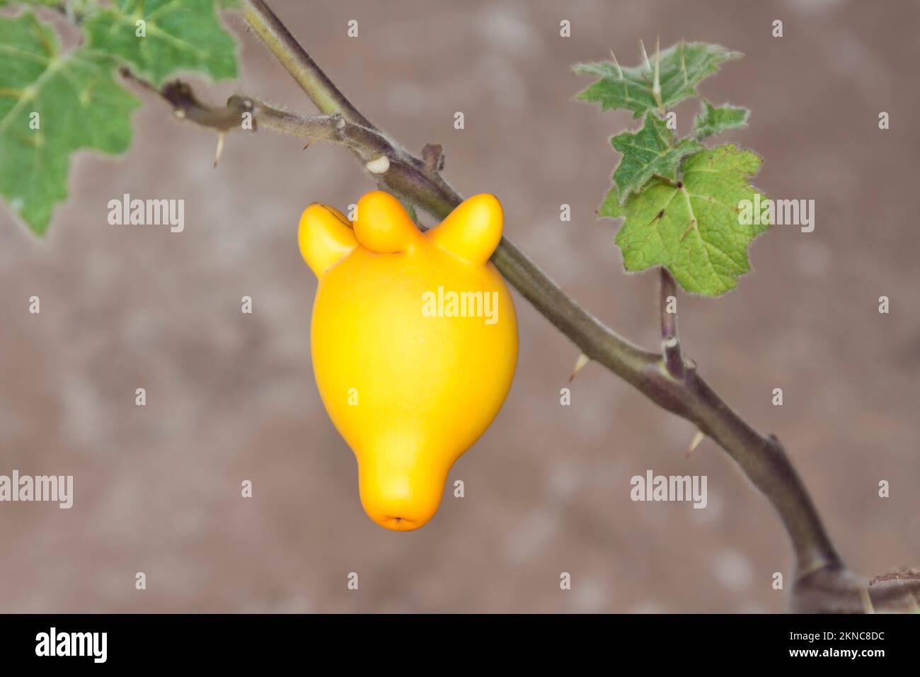 Solanum mammosum,nipplefruit,fox head, cow's udder, or apple of Sodom ...