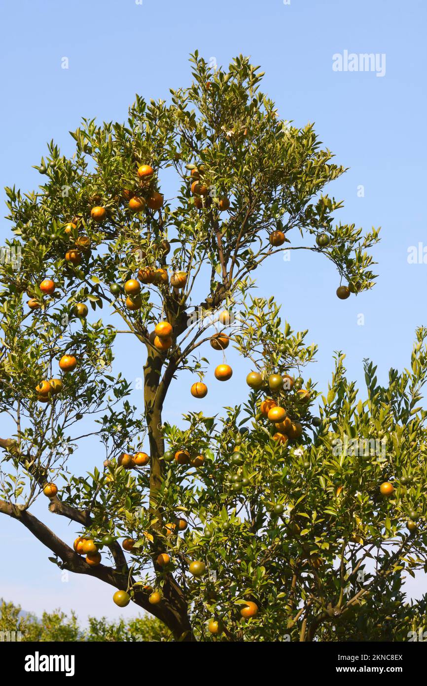 Orange tree ,Citrus sinensis, public ground, Thailand Stock Photo - Alamy