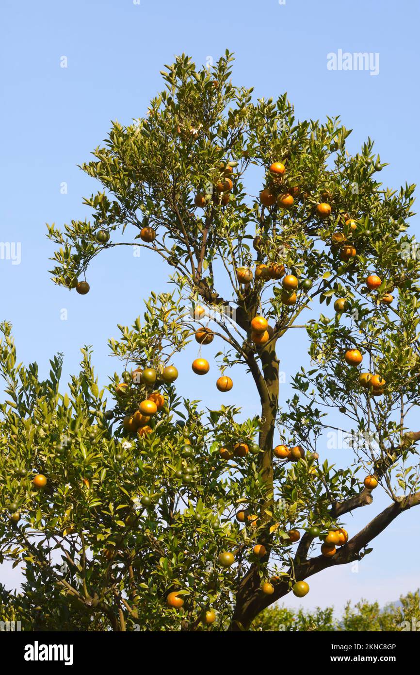 Orange tree ,Citrus sinensis, public ground, Thailand Stock Photo - Alamy