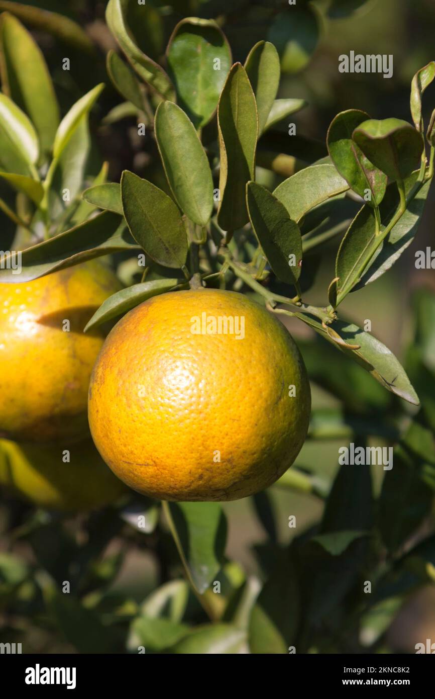 Orange tree ,Citrus sinensis, public ground, Thailand Stock Photo - Alamy