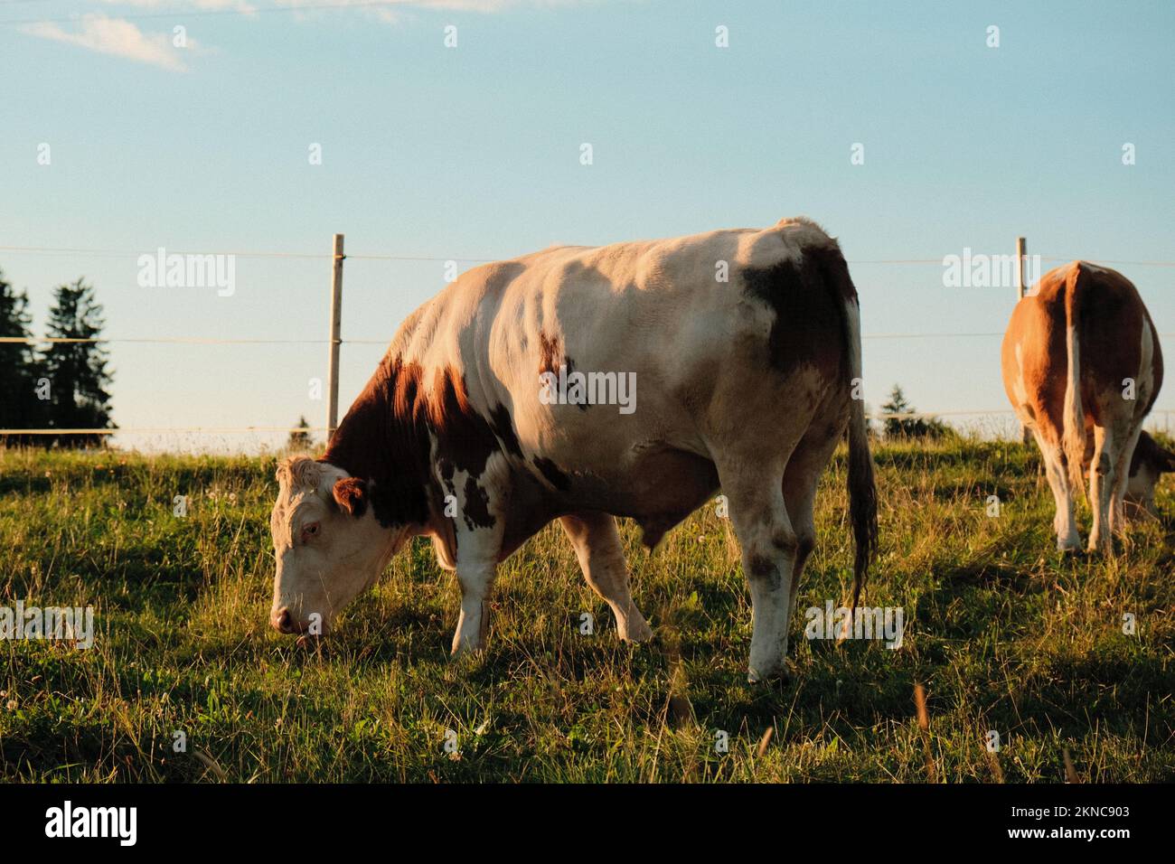 The white Montbeliarde cows (Bos taurus) with brown patterns grazing in ...