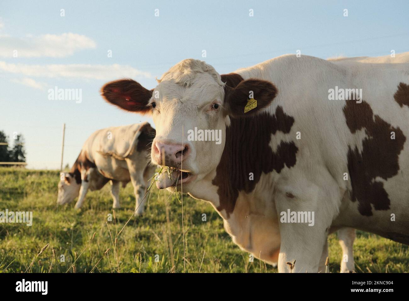 A selective focus of a white Montbeliarde cow (Bos taurus) with brown ...