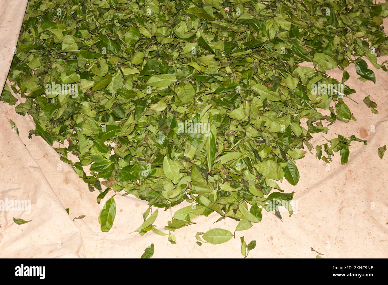 Freshly picked tea leaves, Thailand Stock Photo - Alamy