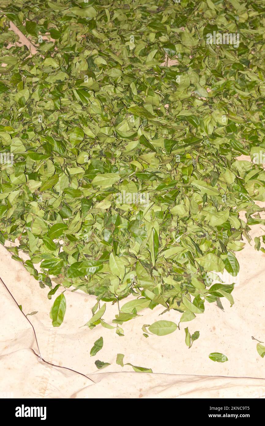 Freshly picked tea leaves, Thailand Stock Photo - Alamy