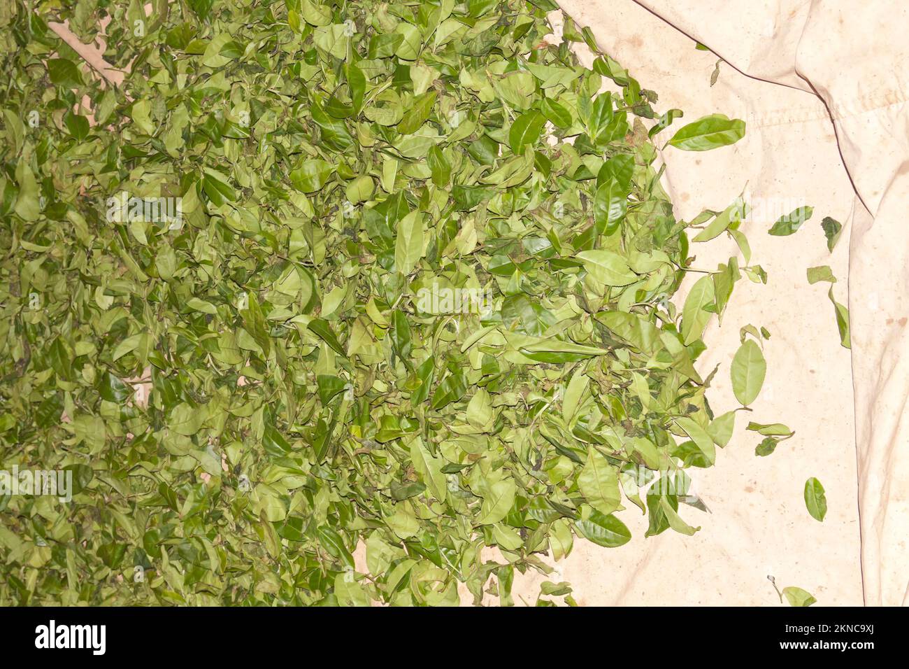 Freshly picked tea leaves, Thailand Stock Photo - Alamy