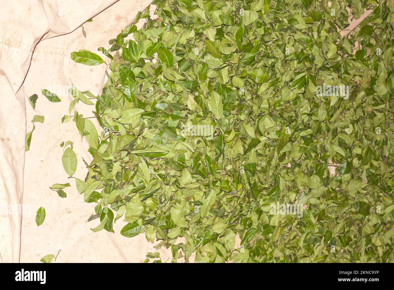 Freshly picked tea leaves, Thailand Stock Photo - Alamy