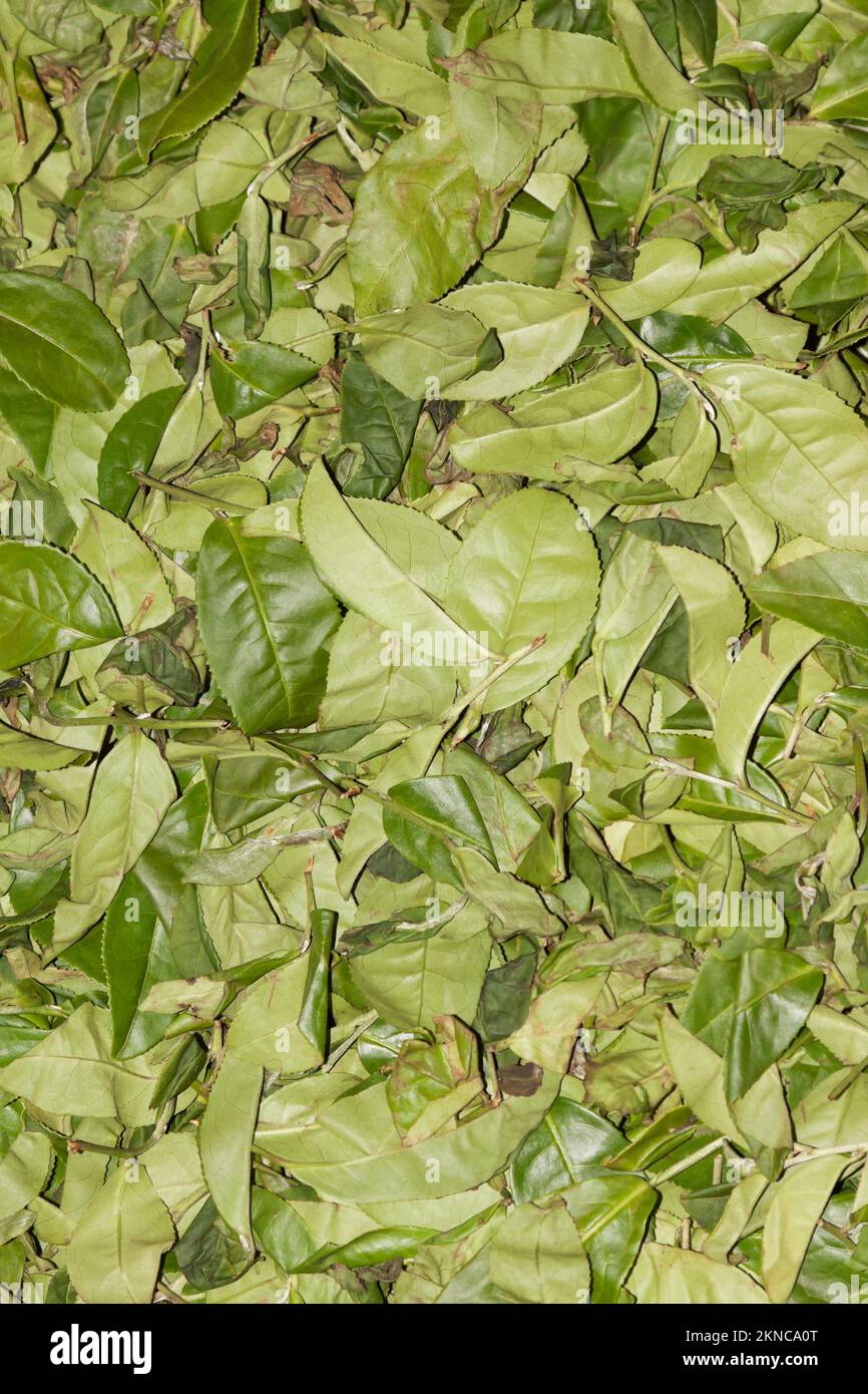 Freshly picked tea leaves, Thailand Stock Photo - Alamy