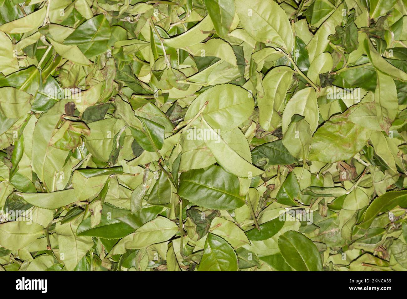 Freshly picked tea leaves, Thailand Stock Photo - Alamy