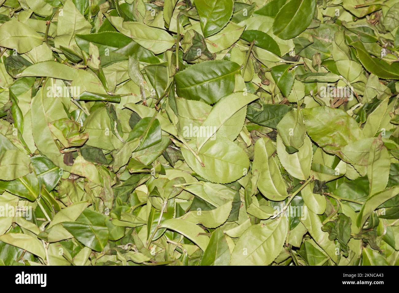 Freshly picked tea leaves, Thailand Stock Photo - Alamy