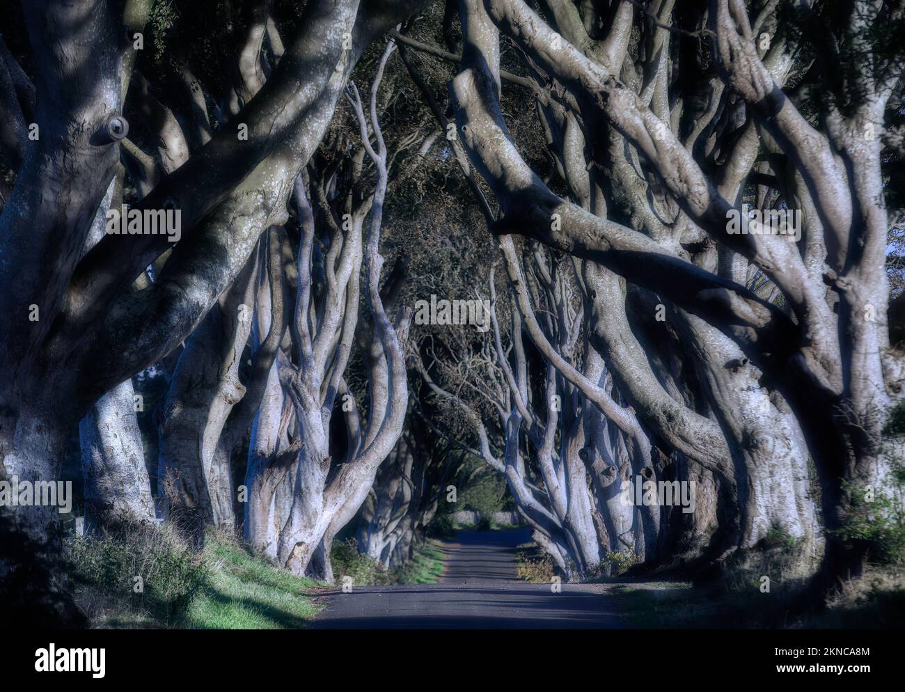 mystic, spooky avenue of Dark Hedges County Antrim in Northern Ireland ...