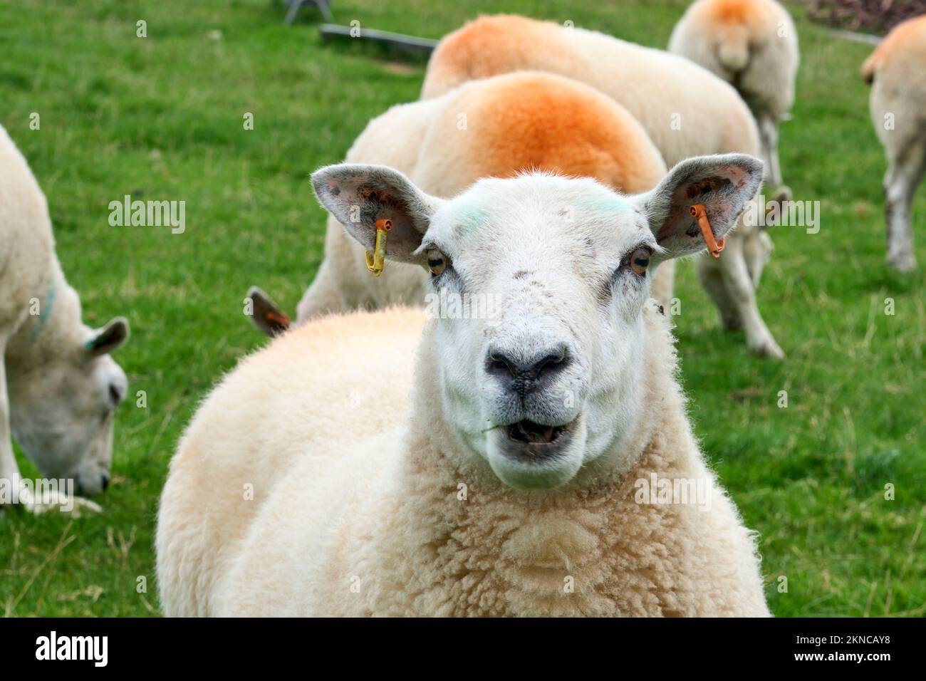 typically coloured sheep on a Pasture in Kerry county, Republik of ...