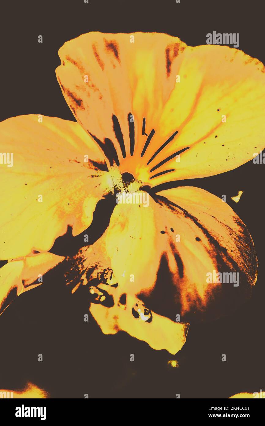 Posterized art hi-res stock photography and images - Alamy