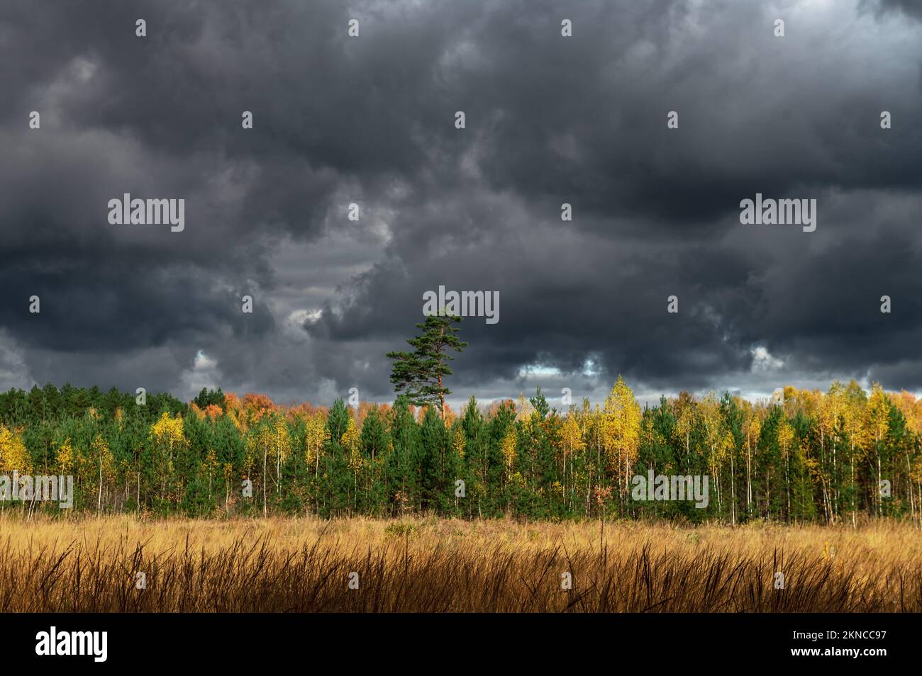 Forest landscape with dramatic sky. Forest before the rain Stock Photo ...