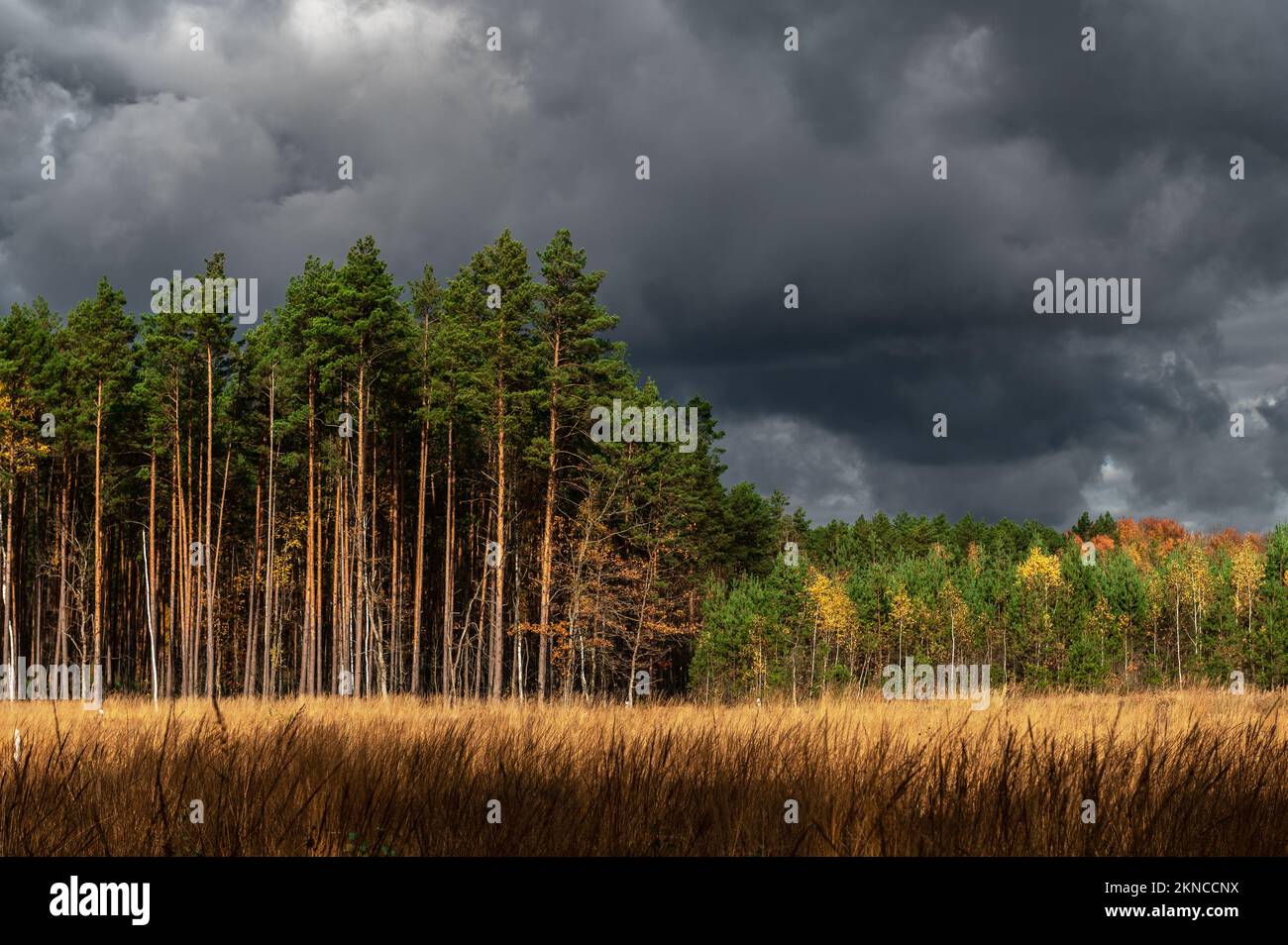 Forest landscape with dramatic sky. Forest before the rain Stock Photo ...