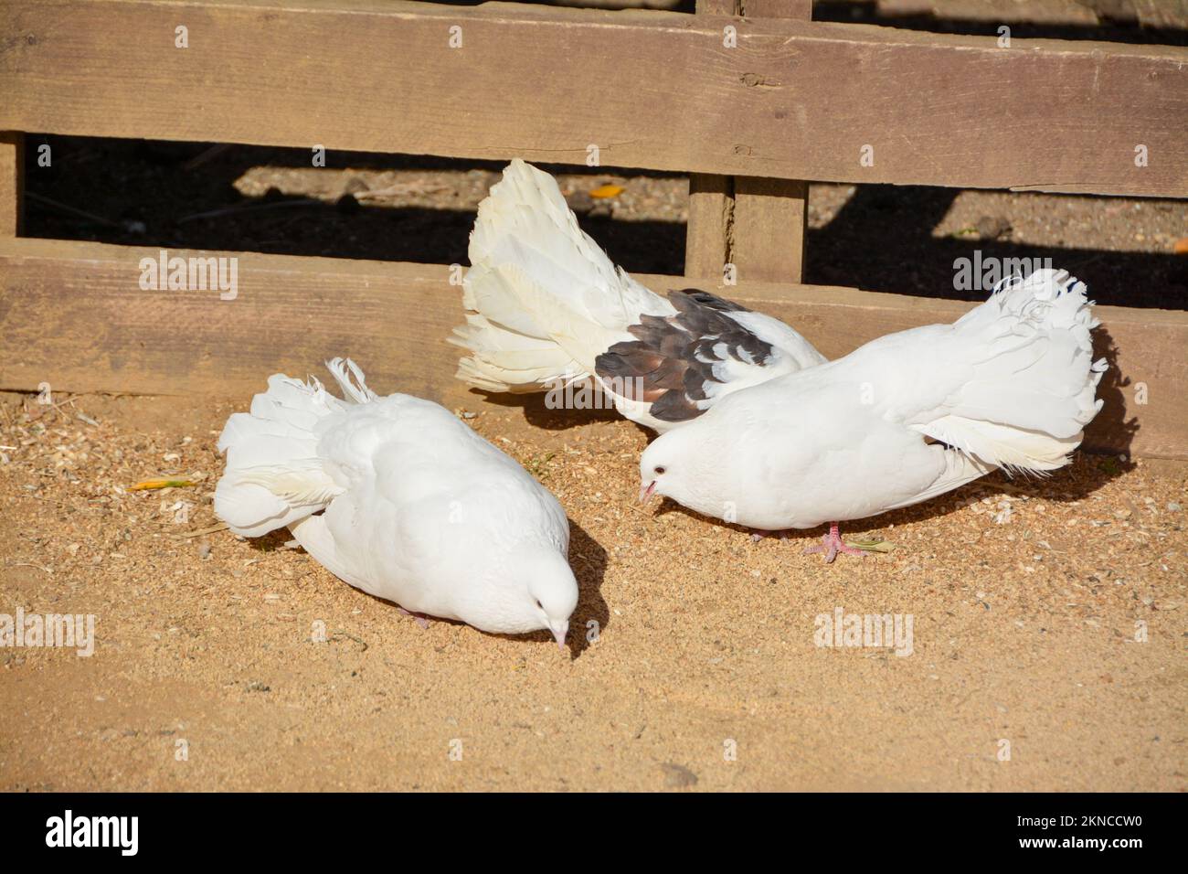 A closeup of Indian Fantails eating grain from the ground under the ...