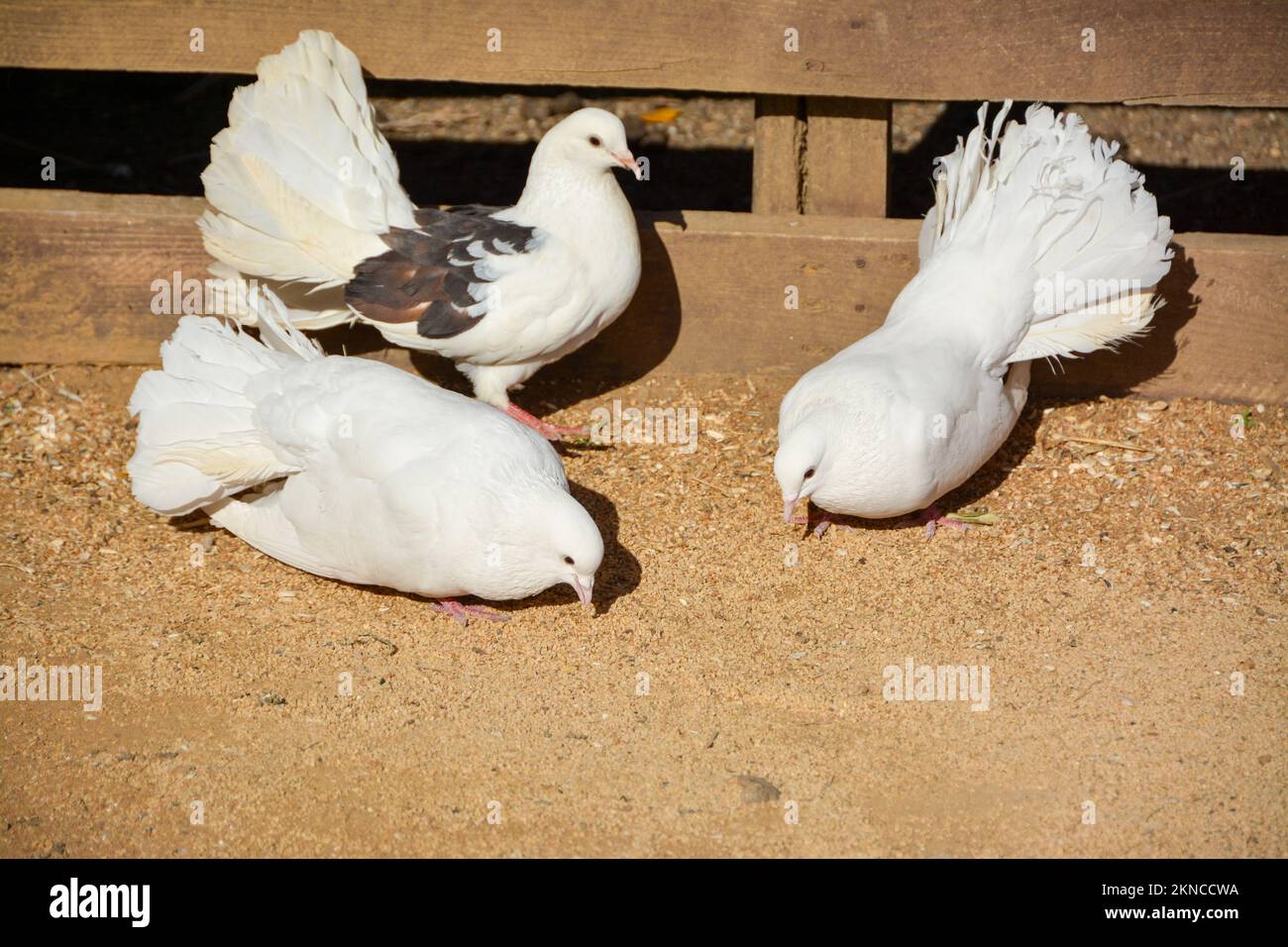 A closeup of Indian Fantails eating grain from the ground under the ...