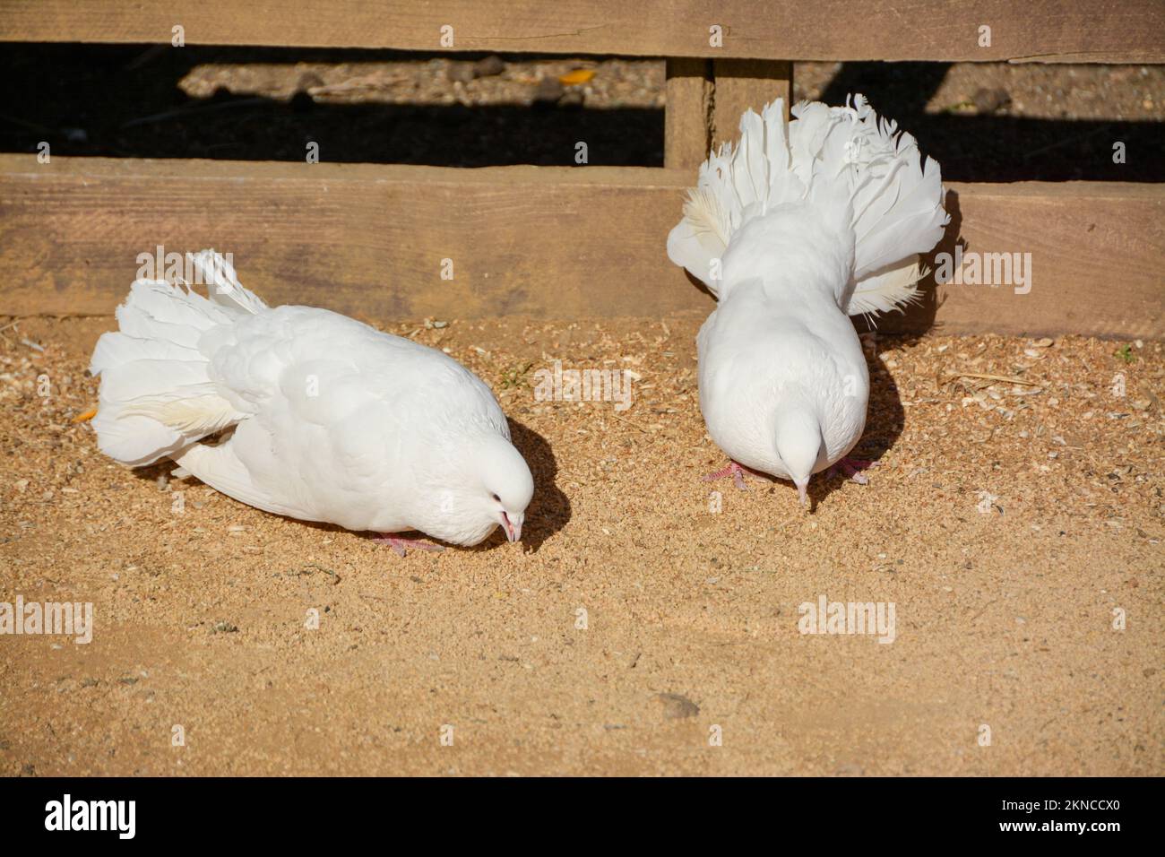 Indian fantails hi-res stock photography and images - Alamy