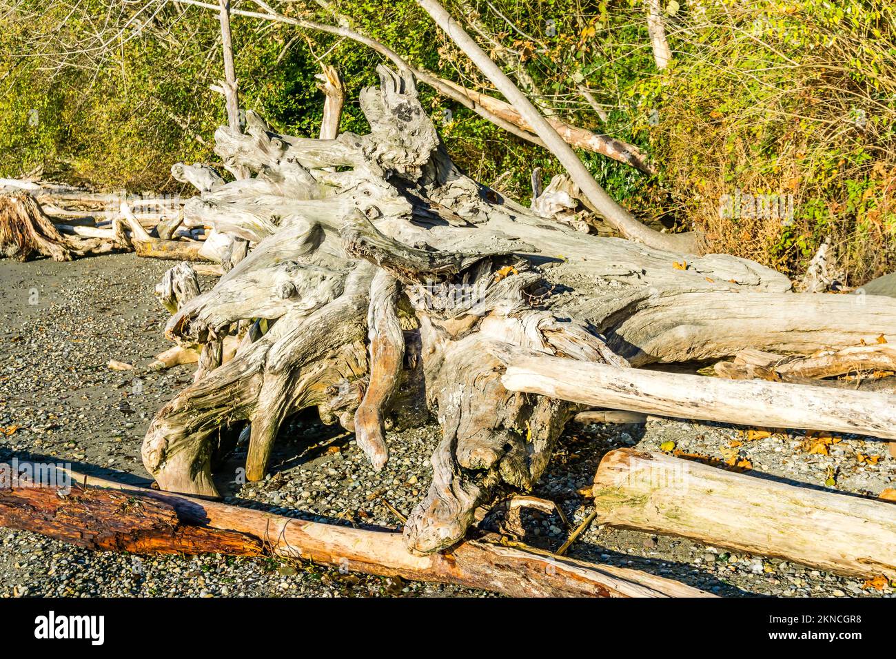 A driftwood tree trunk along the shore at Seahurst Park in Burien ...