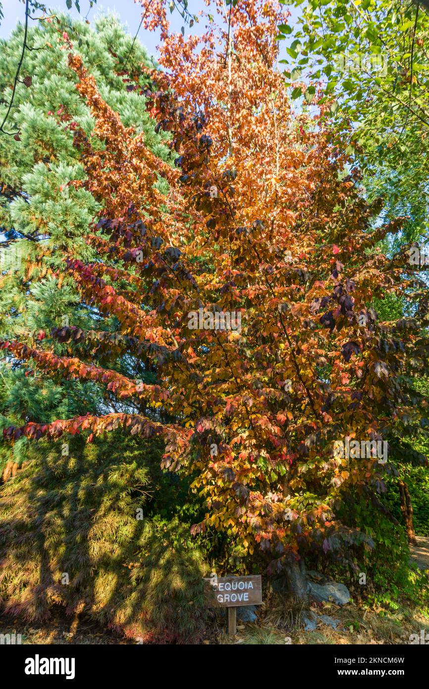 Trees filled with color at an arboretum at South Seattle College Stock ...