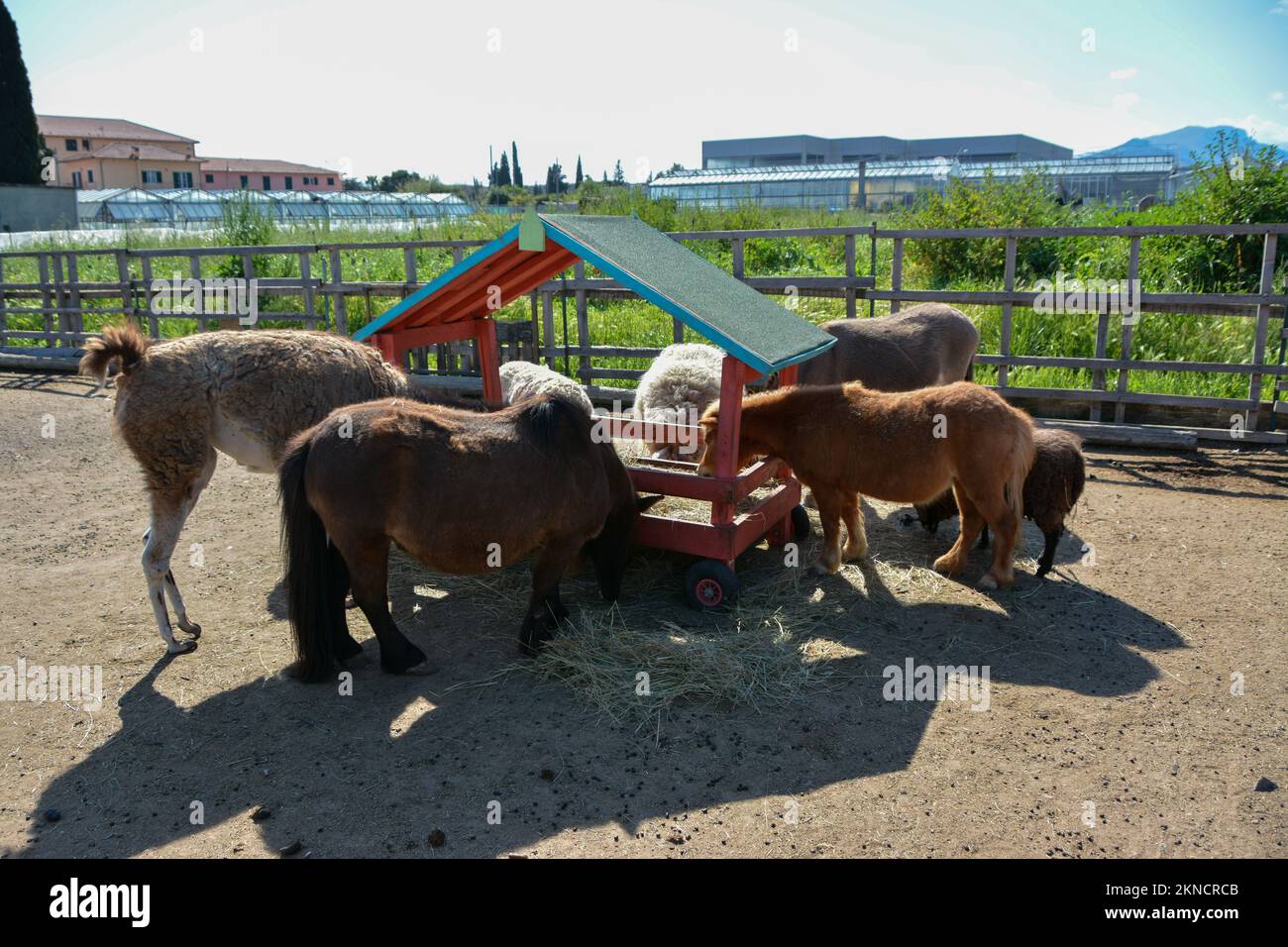 A cute horse and a herd of sheep grazing grass at a farm on a sunny day ...