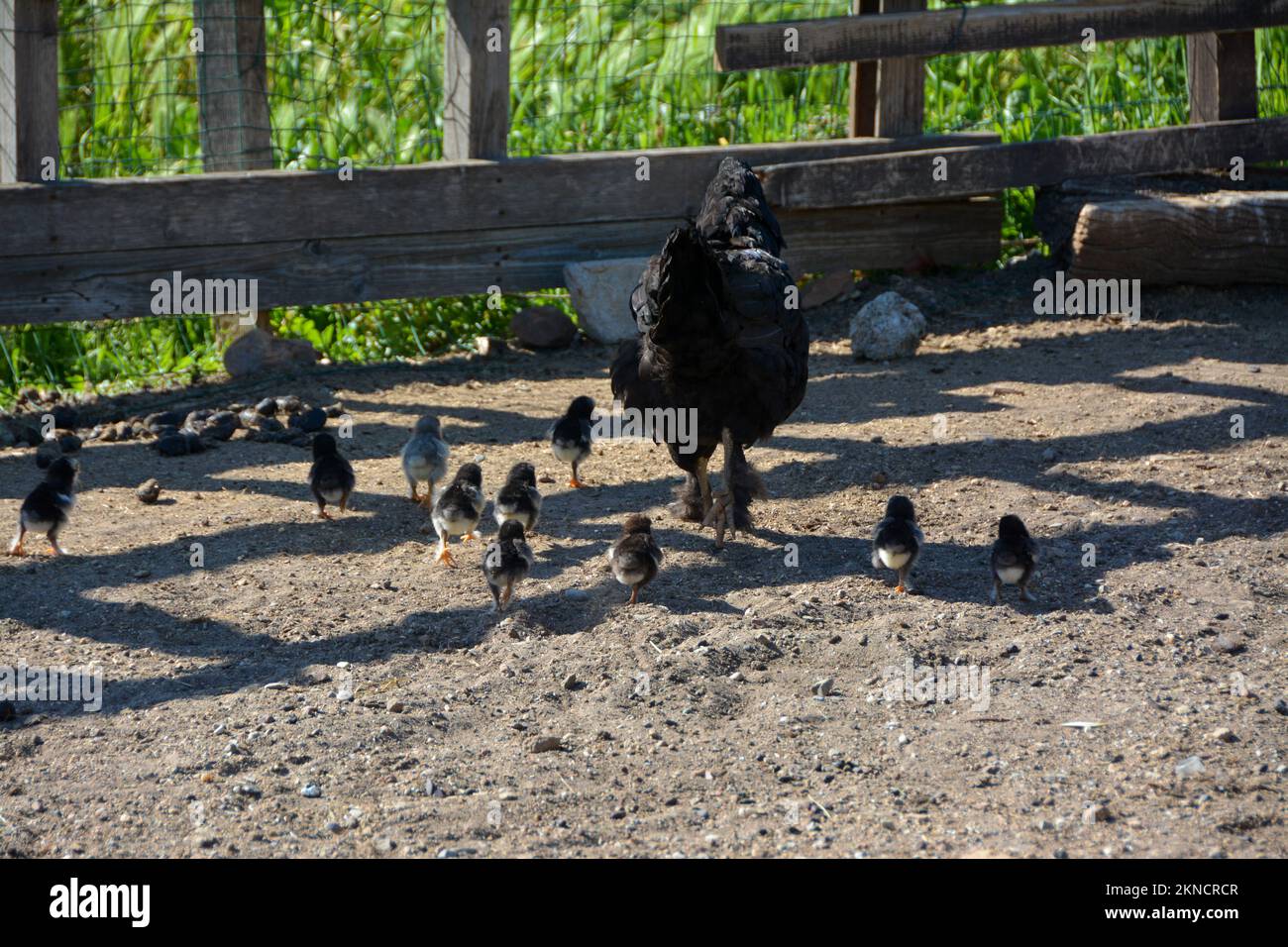 A closeup of a mother Orpington chicken with its baby chicks outdoors ...