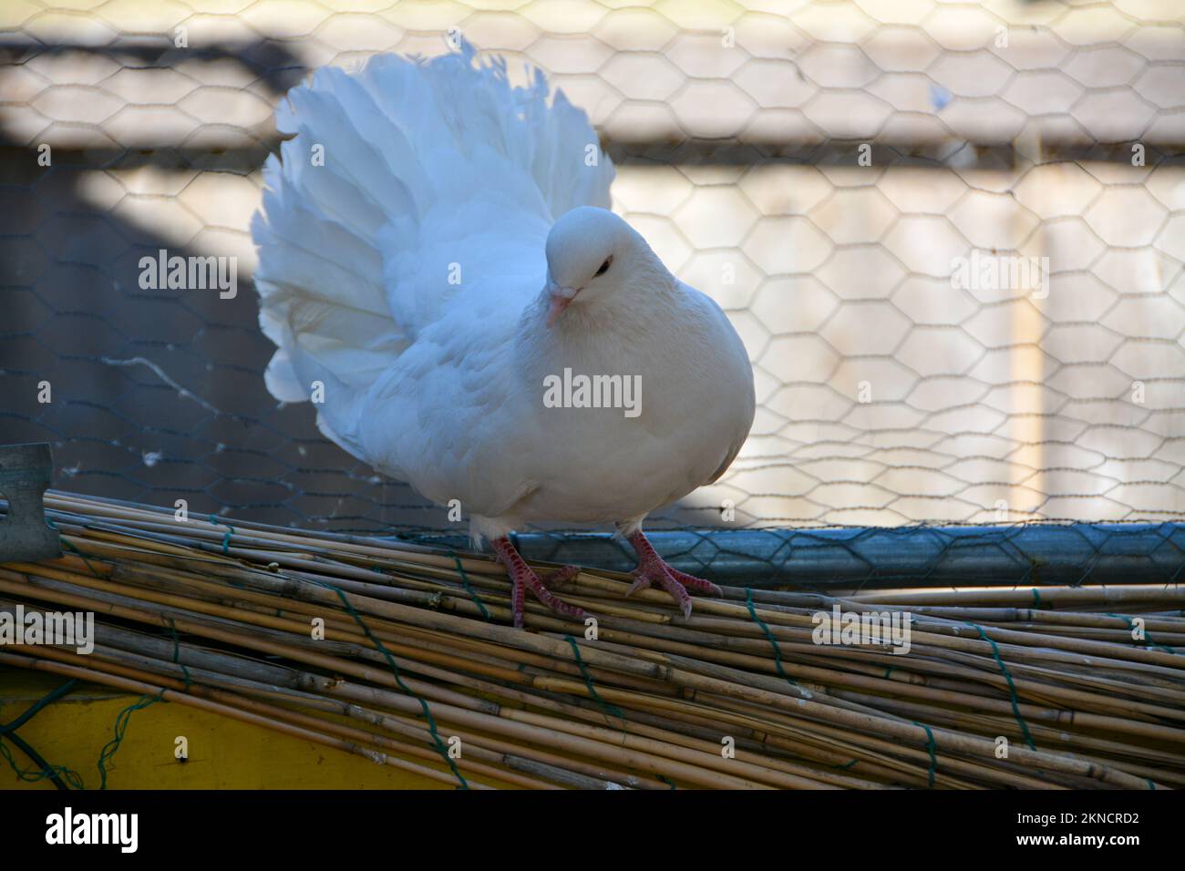 A cute white pigeon perched outdoors during the daytime Stock Photo - Alamy