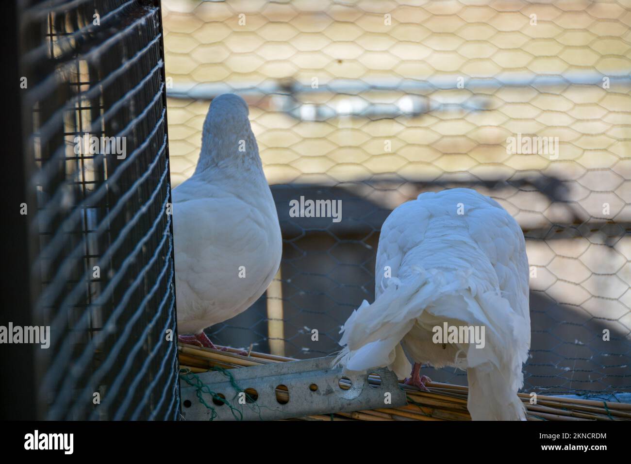 Two cute white pigeons perched outdoors during the daytime Stock Photo ...
