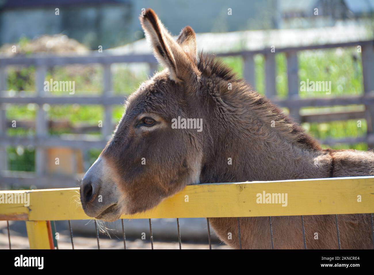 A closeup of a cute donkey inside a cage at a farm on a sunny day Stock ...