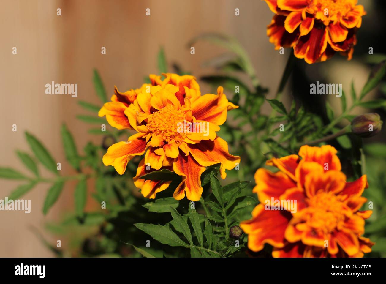 Typical marigold flower hi-res stock photography and images - Alamy