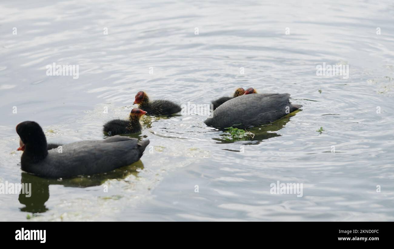 coot family feeding in a pond in spring, wide photo Stock Photo - Alamy