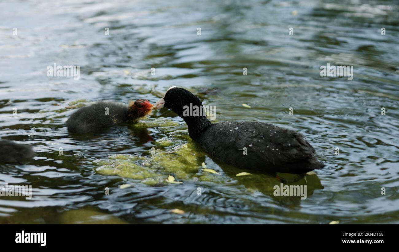 coot family feeding in a pond in spring, wide photo Stock Photo - Alamy