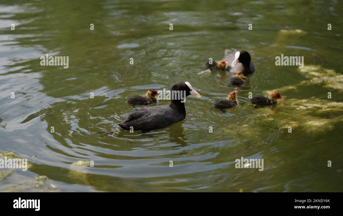 Eurasian coot feeding babies hi-res stock photography and images - Alamy