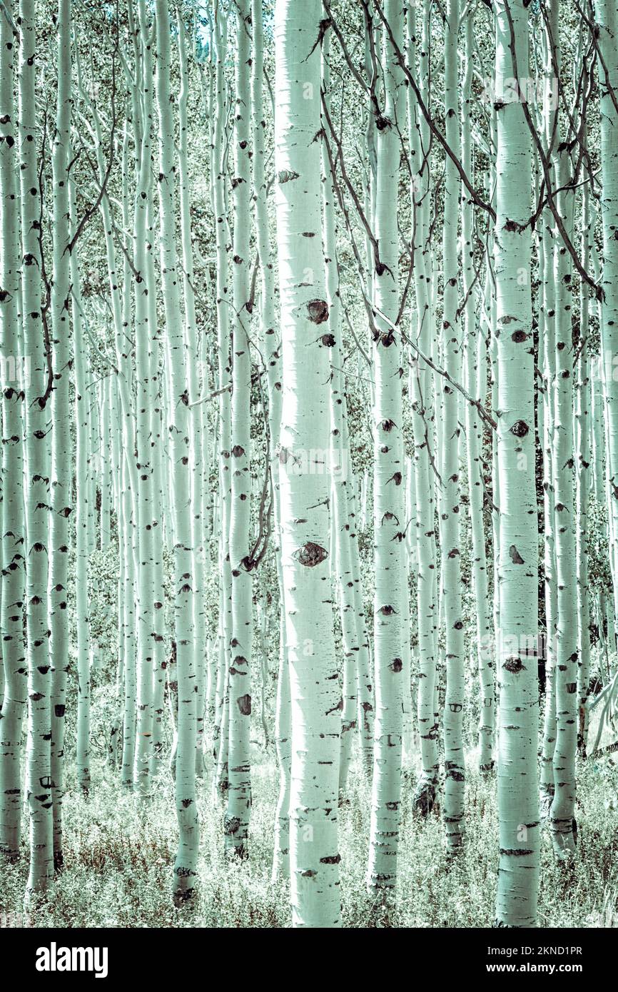 Utah native plant hi-res stock photography and images - Alamy