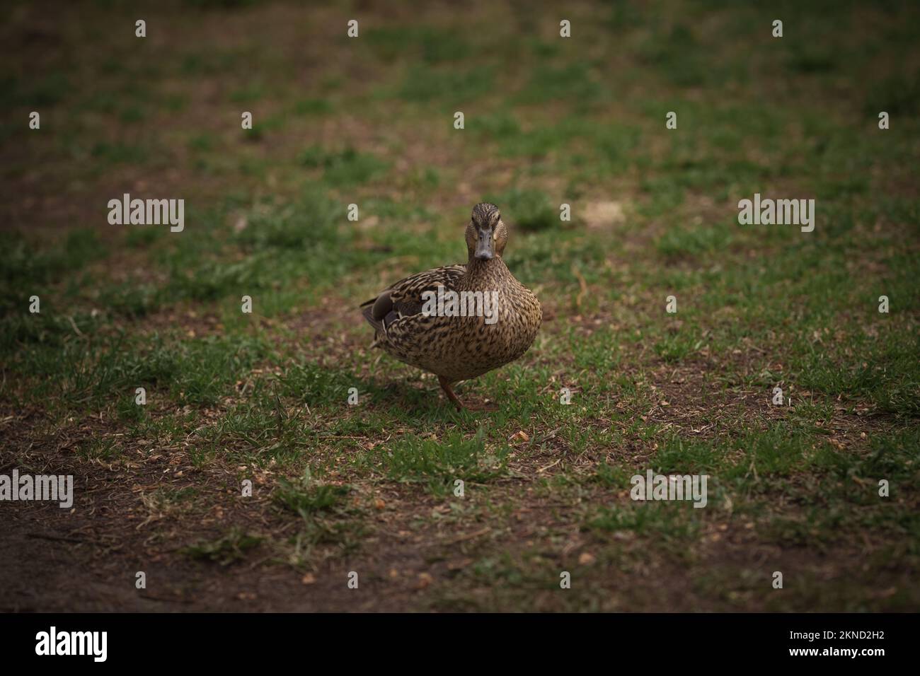 Duck with damaged leg on grass, shallow focus Stock Photo - Alamy