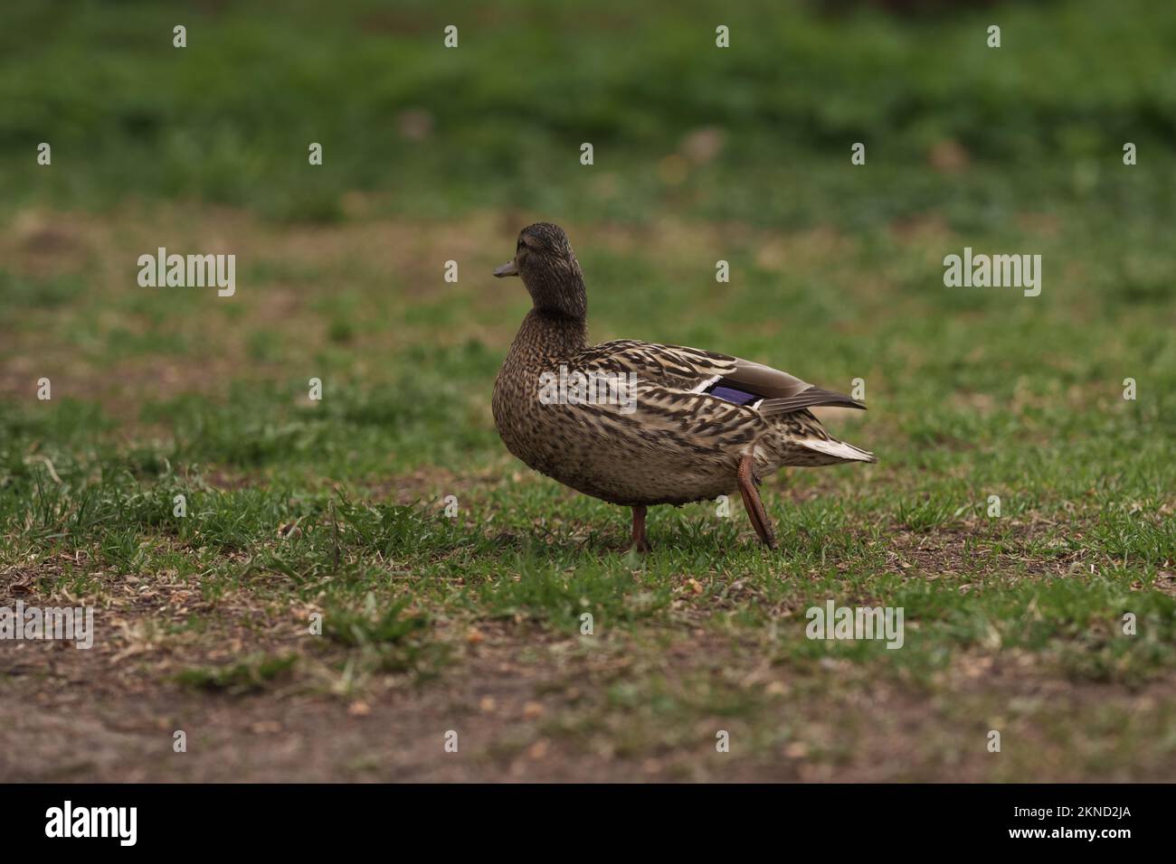 Duck with damaged leg on grass, shallow focus Stock Photo - Alamy