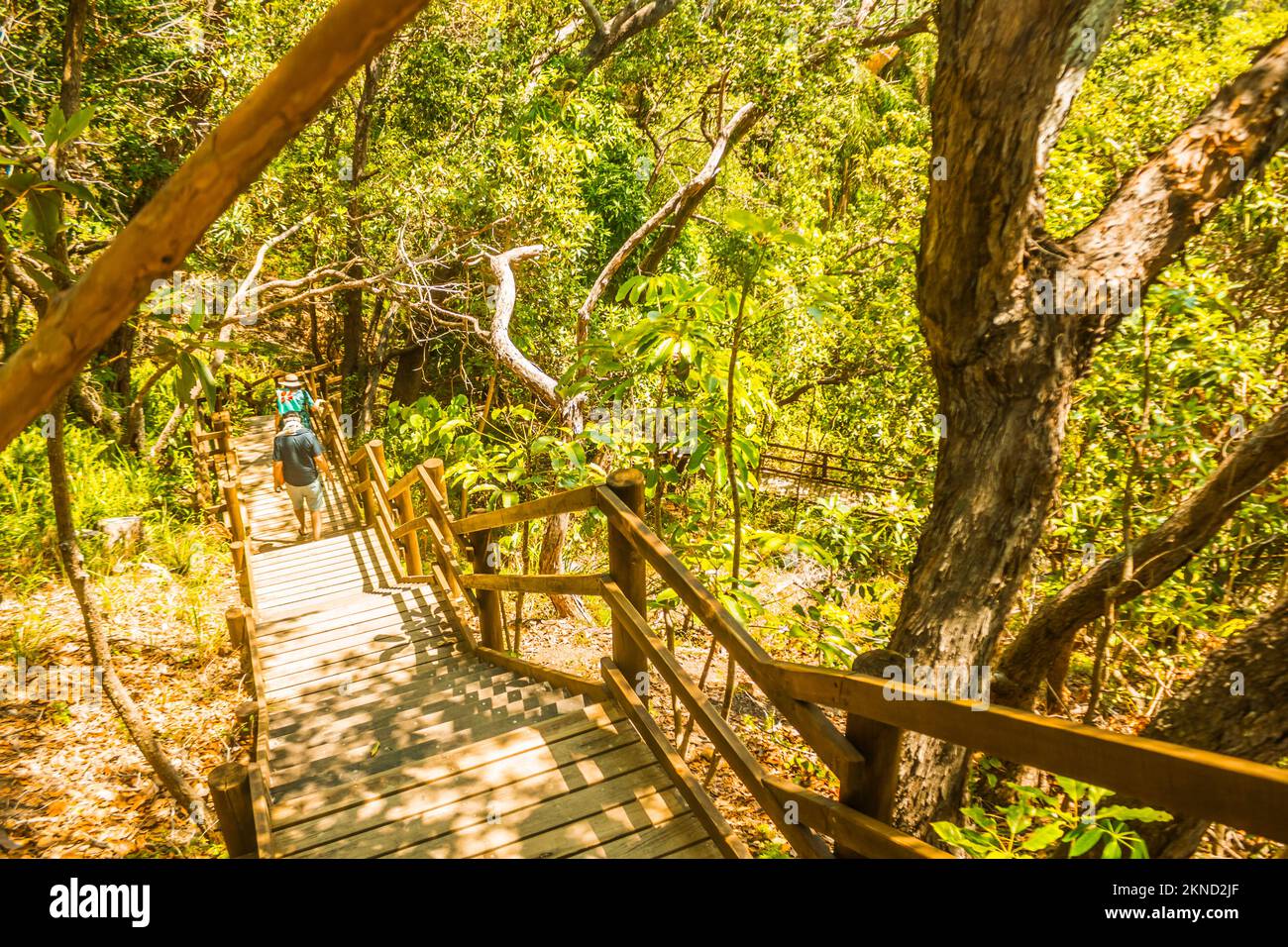 Lush jungle fine art hi-res stock photography and images - Alamy