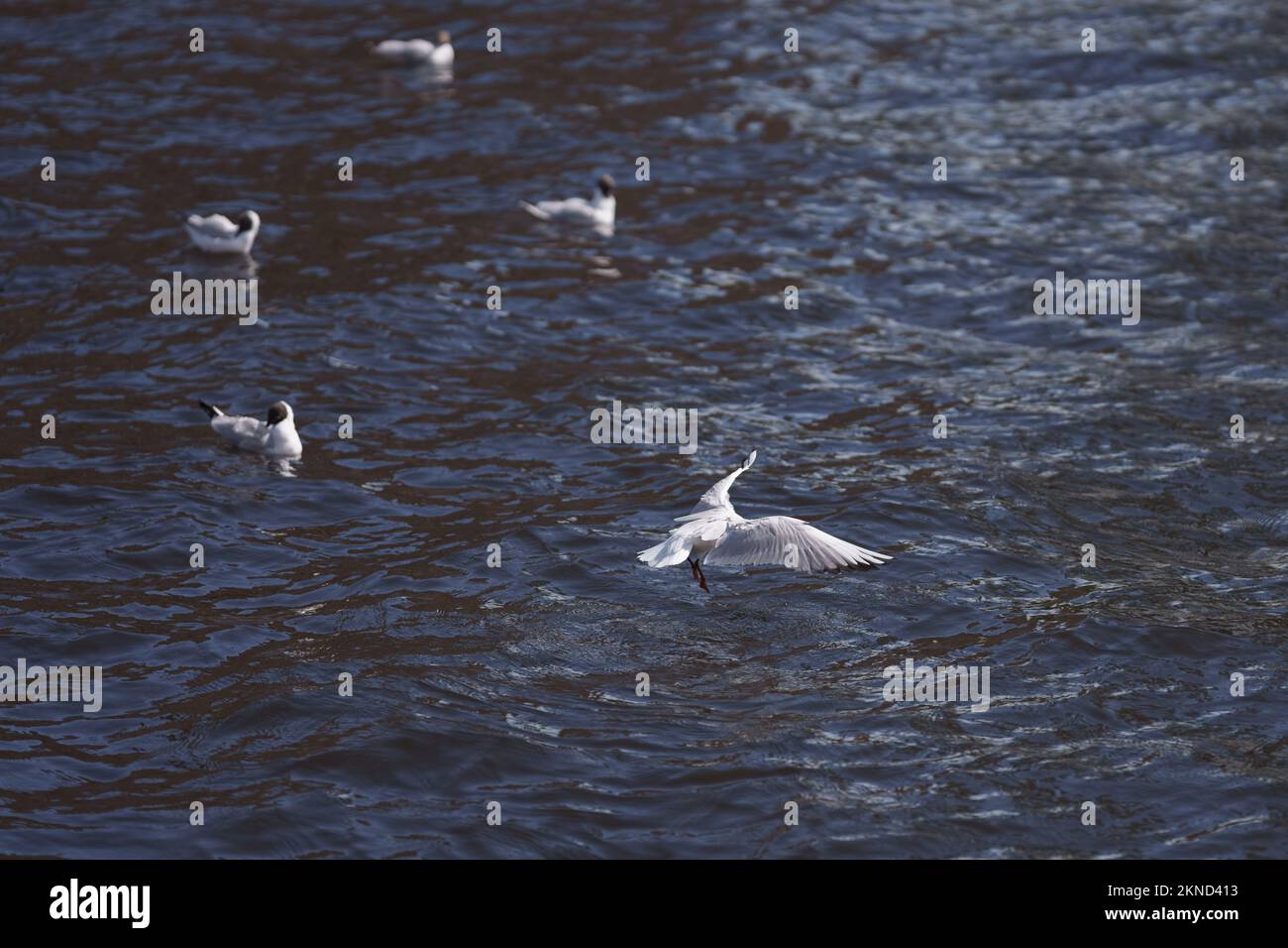 Seagulls swimming in river on a windy day, nature photo Stock Photo - Alamy