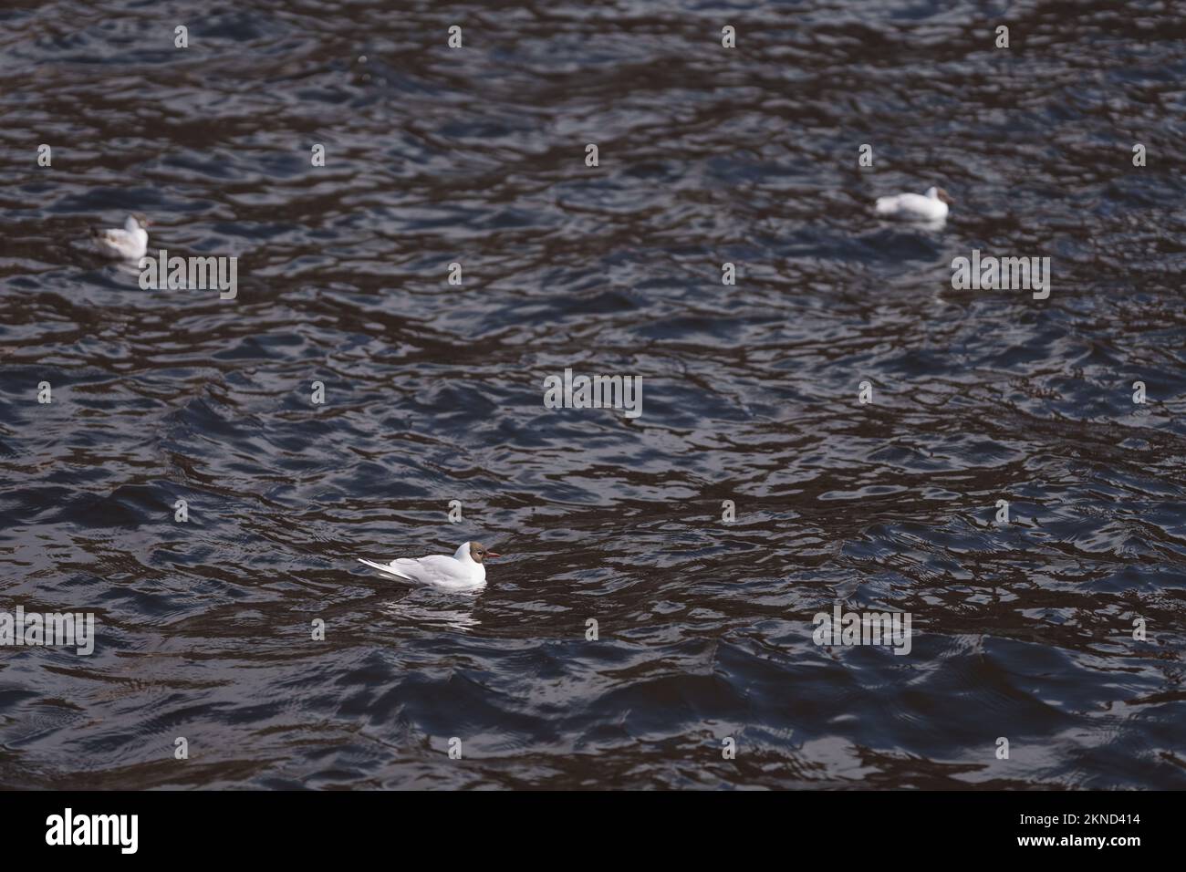 Seagulls swimming in river on a windy day, nature photo Stock Photo - Alamy