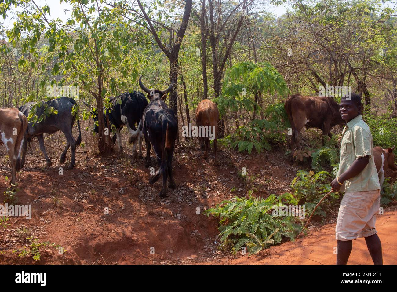Cattle herdsman herding cattle in a mountainous area Stock Photo - Alamy