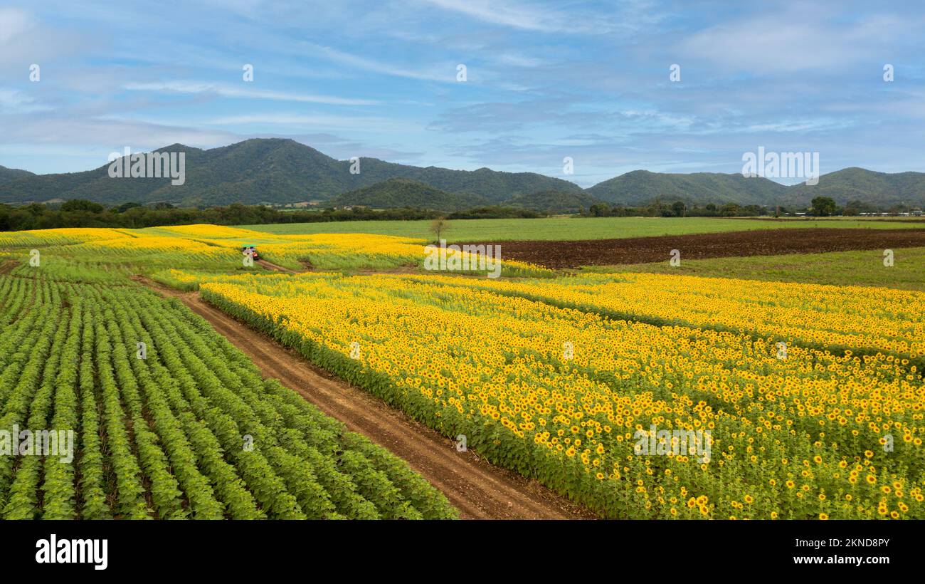 Aerial beautiful sunflower field. Popular tourist attractions of ...