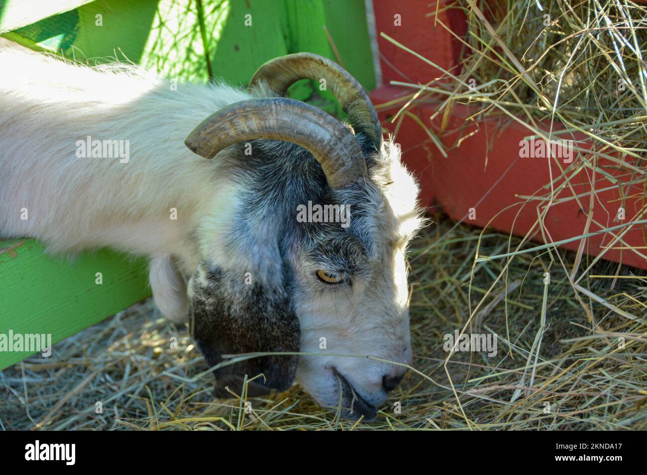 A closeup of a white Jamnapari goat eating grass shoving its neck ...