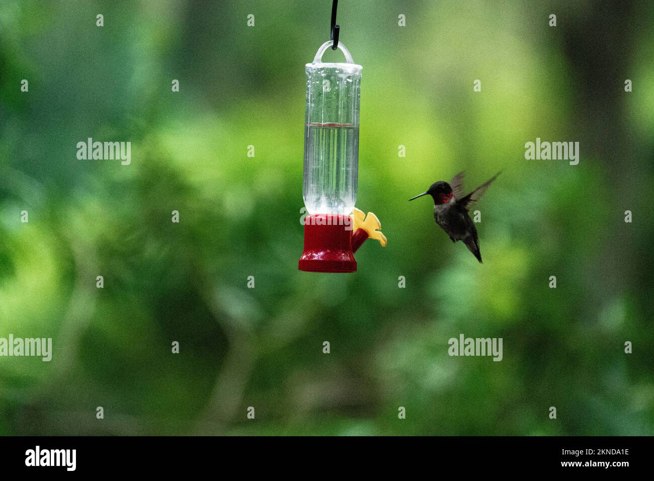A small ruby-throated hummingbird flying near the bird water feeder ...