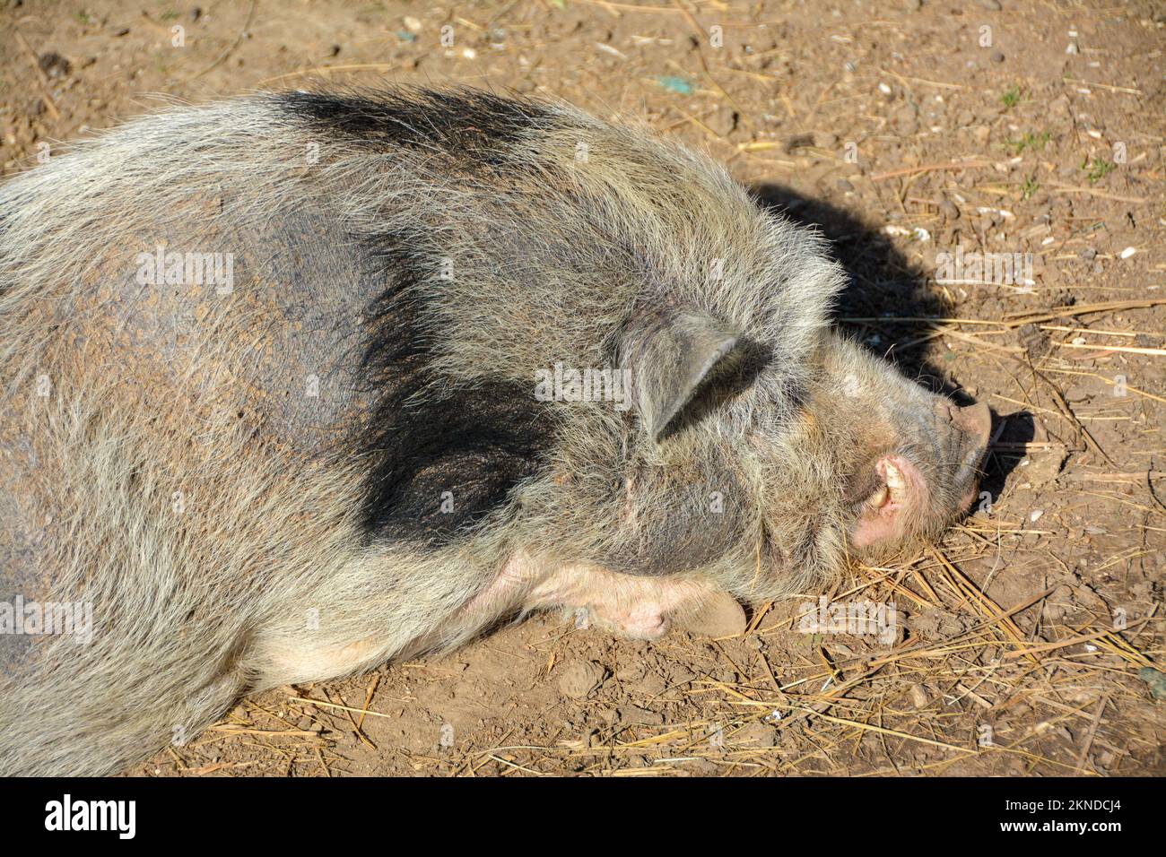 A closeup of a gray pig lying on the dirty ground of a farmland under ...