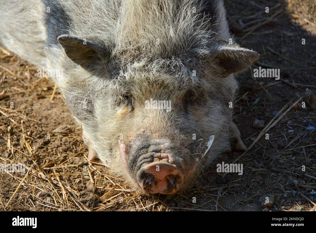 A portrait of a gray pig lying on the dirty ground of a farmland Stock ...